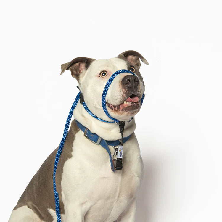 Heather's Heroes Sidekick 3/8" – CanvasbackPets