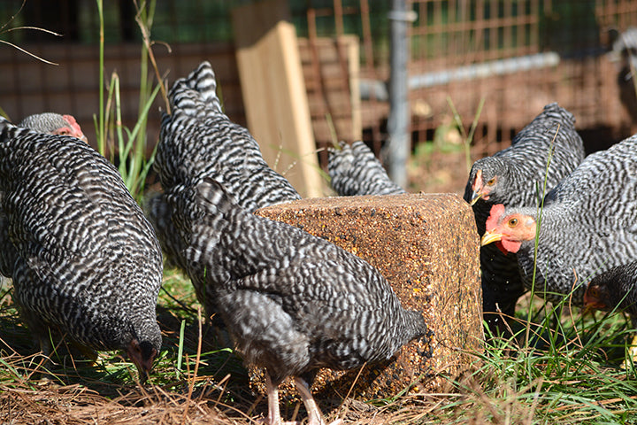 Sweetlix Gamebird & Fowl Block – CanvasbackPets